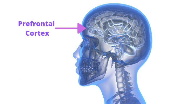 The Parts of the Brain and their Functions - Self Help for Life